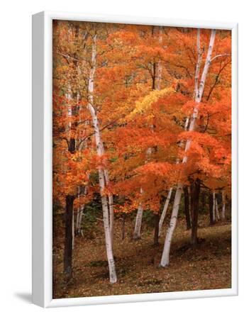 'White Birch Trees in Fall, Vermont, USA' Photographic Print - Charles ...