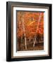 'White Birch Trees in Fall, Vermont, USA' Photographic Print - Charles ...