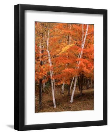'White Birch Trees in Fall, Vermont, USA' Photographic Print - Charles ...