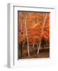 'White Birch Trees in Fall, Vermont, USA' Photographic Print - Charles ...