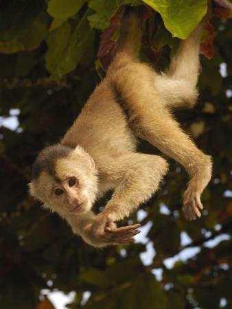 'White-Fronted Capuchin Monkey Hanging From a Tree, Puerto Misahualli ...