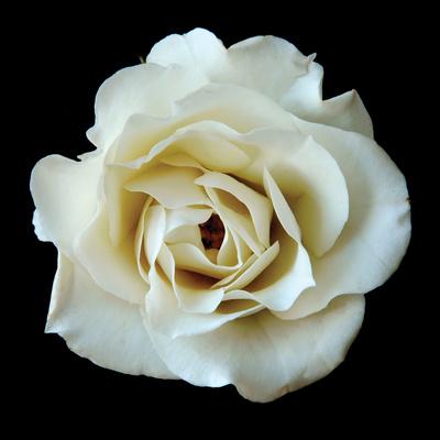'White Rose II' Photographic Print - Jim Christensen | AllPosters.com