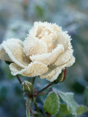 'White Rose with Ice Crystals' Photographic Print - Elke Borkowski ...