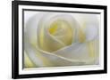 'White Rose' Photographic Print | AllPosters.com