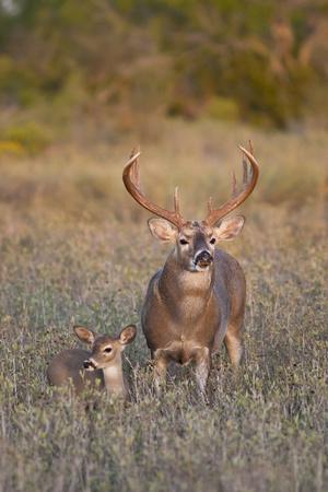 'White-Tailed Deer Buck and Fawn in Field, Texas, USA' Photographic ...