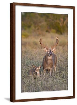 'White-Tailed Deer Buck and Fawn in Field, Texas, USA' Photographic ...
