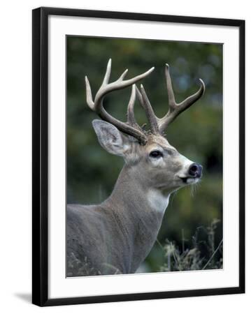 'White-tailed Deer, Buck, Washington, USA' Photographic Print - Art ...