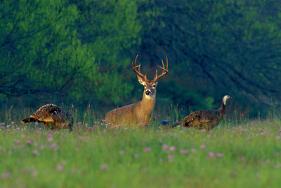 'White-Tailed Deer Buck with Rio Grande Wild Turkeys' Photographic ...