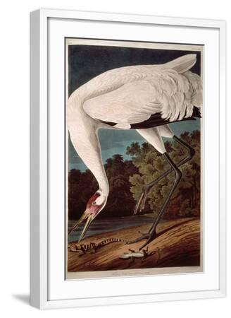 'Whooping Crane, from "Birds of America"' Giclee Print - John James ...