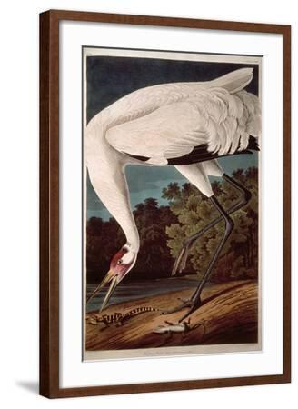 'Whooping Crane, from "Birds of America"' Giclee Print - John James ...