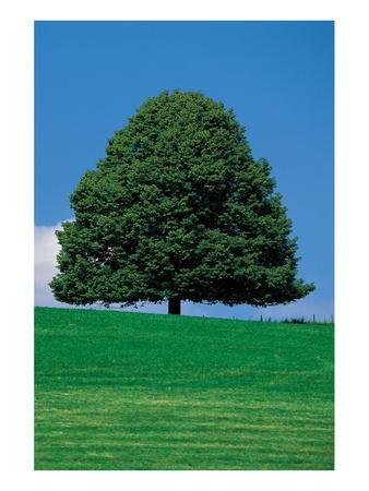'Wide Tree Silhouette' Prints | AllPosters.com