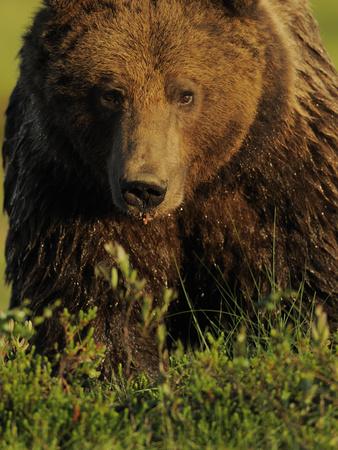'European Grey Wolf (Canis Lupus) Interacting with European Brown Bear ...