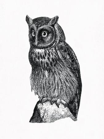 'Wild Birds IV' Giclee Print - Maria Mendez | AllPosters.com