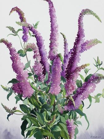 'Wild Buddleia' Giclee Print - Christopher Ryland | AllPosters.com