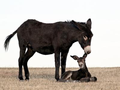 'Wild Burro (Donkey) (Equus Asinus) (Equus Africanus Asinus) Jenny ...