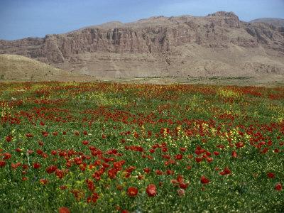 'Wild Flowers Near Shiraz, Iran, Middle East' Photographic Print ...