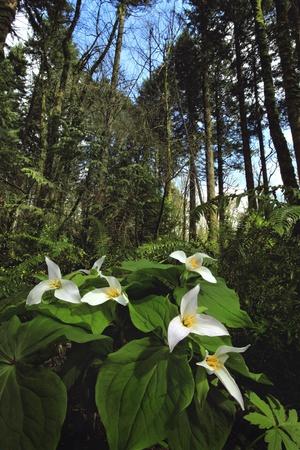 'Wild Trillium Flowers along Trail' Photographic Print - Steve Terrill ...