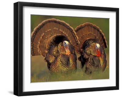 'Wild Turkey Males Displaying, Texas, USA' Photographic Print - Rolf ...