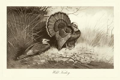 'Wild Turkey' Posters - A Thorburn | AllPosters.com