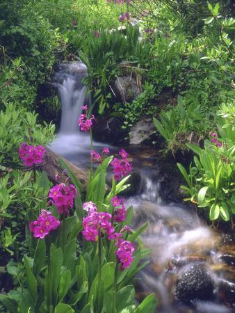 'Wildflowers Along Flowing Stream in an Alpine Meadow, Rocky Mountains ...