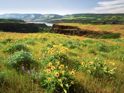 'Wildflowers in a field, Columbia River, Tom McCall Nature Preserve ...