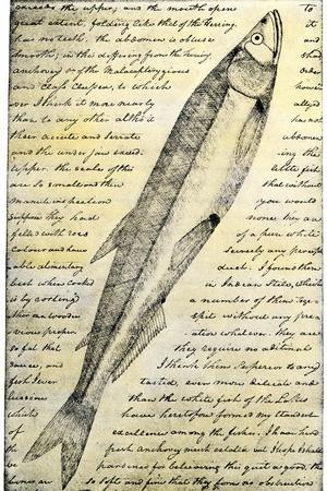 'William Clark's Sketch of a Trout in the Lewis and Clark Expedition ...