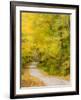 'Wind Blurs the Fall Colors Along Kelly Stand Road, Vermont, Usa ...