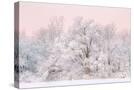 'Winter Landscape at Dawn of a Snow Flocked Forest, Fort Custer State ...