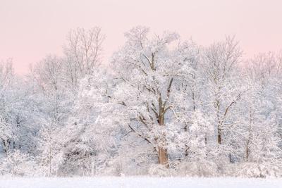 'Winter Landscape at Dawn of a Snow Flocked Forest, Fort Custer State ...