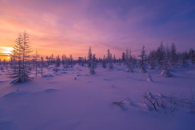 'Winter Scene. Snowscape. Forest, Sunset, Trees. Winter Evening ...
