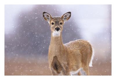'Winter White-tailed Deer' Prints - Jason Savage | AllPosters.com