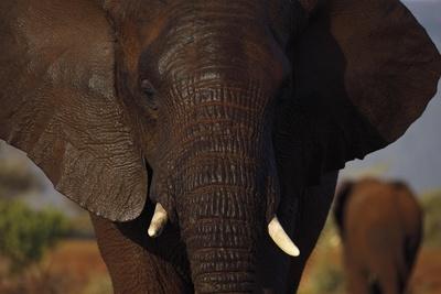 'Wise Elephant' Giclee Print - Staffan Widstrand | AllPosters.com
