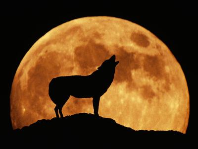 Wolf Howling Side View