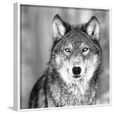 'Wolf' Photographic Print | AllPosters.com