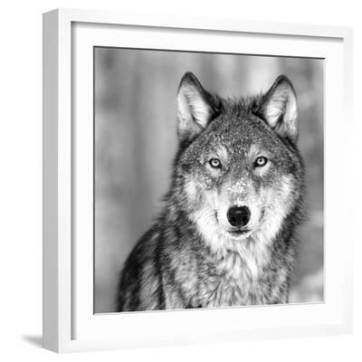'Wolf' Photographic Print | AllPosters.com