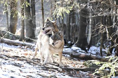 'Wolves, Mating' Photographic Print - Reiner Bernhardt | AllPosters.com