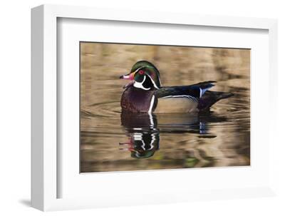 'Wood duck, George C. Reifel Bird Sanctuary, British Columbia, Canada ...