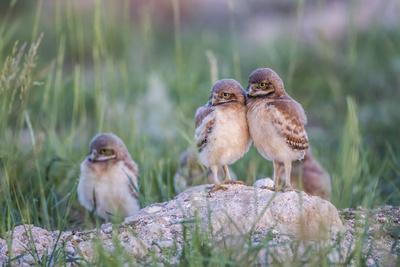 Wyoming Sublette County Burrowing Owl Chicks Stand At The Burrow