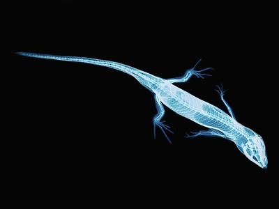 'X-Ray of Lizard' Photographic Print - Robert Llewellyn | AllPosters.com