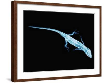 'X-Ray of Lizard' Photographic Print - Robert Llewellyn | AllPosters.com