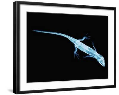 'X-Ray of Lizard' Photographic Print - Robert Llewellyn | AllPosters.com