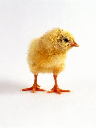 'Yellow Chick' Photographic Print - Jane Burton | AllPosters.com