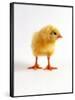 'Yellow Chick' Photographic Print - Jane Burton | AllPosters.com