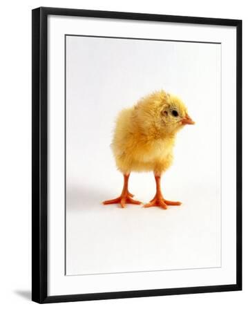 'Yellow Chick' Photographic Print - Jane Burton | AllPosters.com