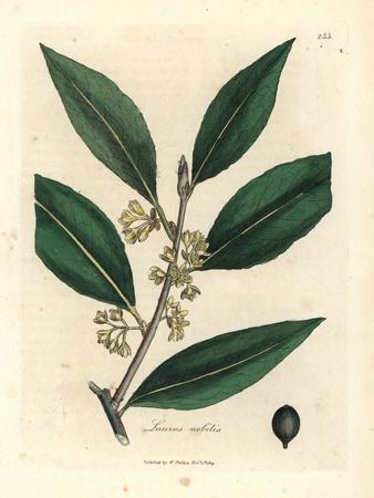 'Yellow Flowered Sweet Bay Leaves, Laurus Nobilis' Giclee Print - James ...