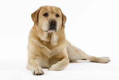 'Yellow Labrador Lying Down' Photographic Print | AllPosters.com
