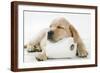 'Yellow Labrador Puppy Asleep on Toilet Roll, 9 Weeks' Photographic ...