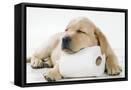 'Yellow Labrador Puppy Asleep on Toilet Roll, 9 Weeks' Photographic ...