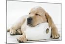 'Yellow Labrador Puppy Asleep on Toilet Roll, 9 Weeks' Photographic ...