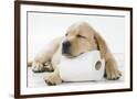 'Yellow Labrador Puppy Asleep on Toilet Roll, 9 Weeks' Photographic ...